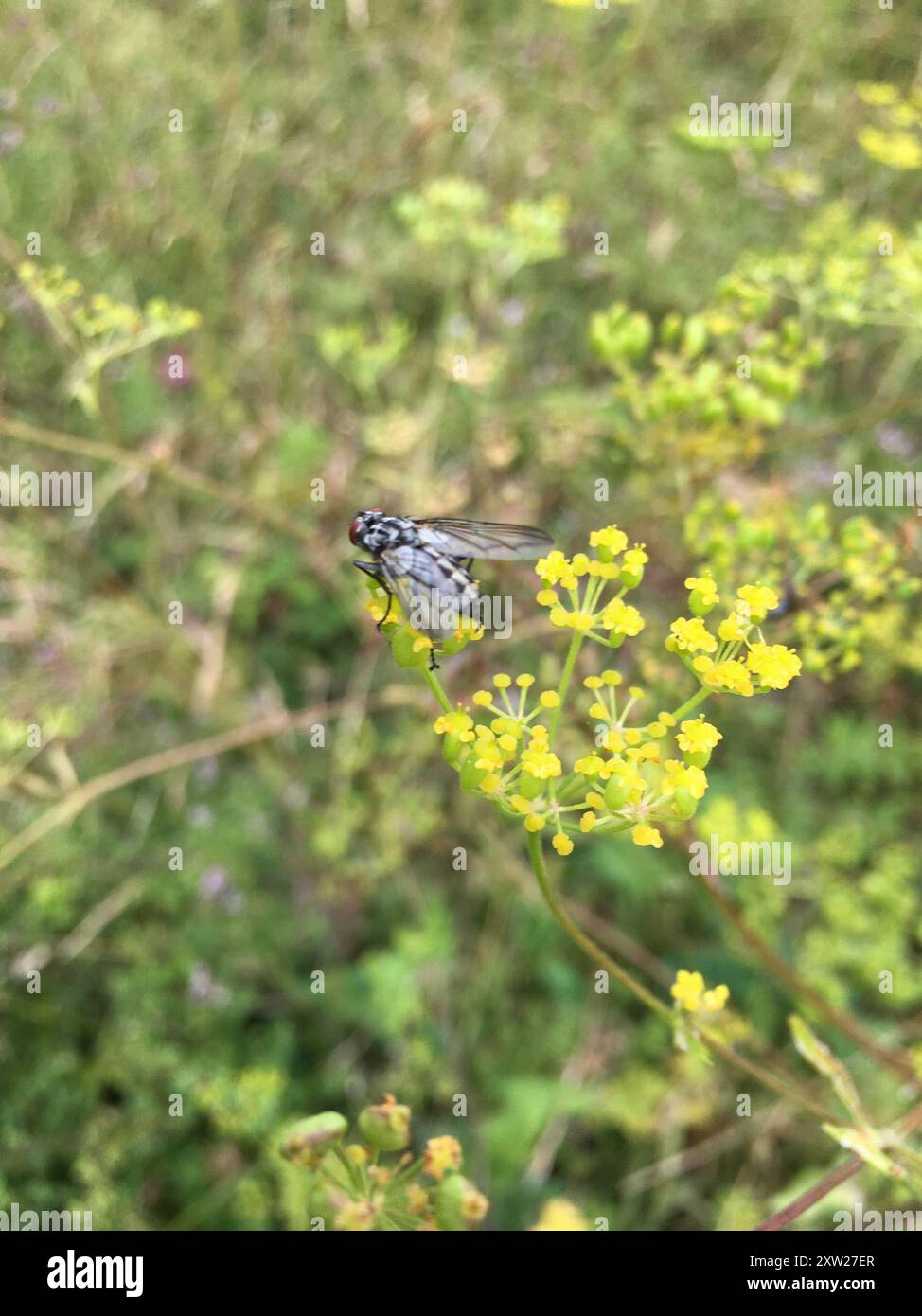 (Macronychia dolini) Insecta Stock Photo - Alamy