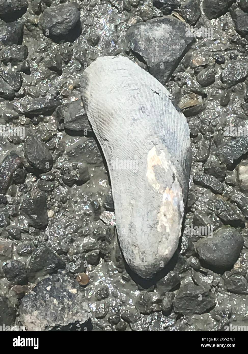 True Mussels (Mytilidae) Mollusca Stock Photo - Alamy