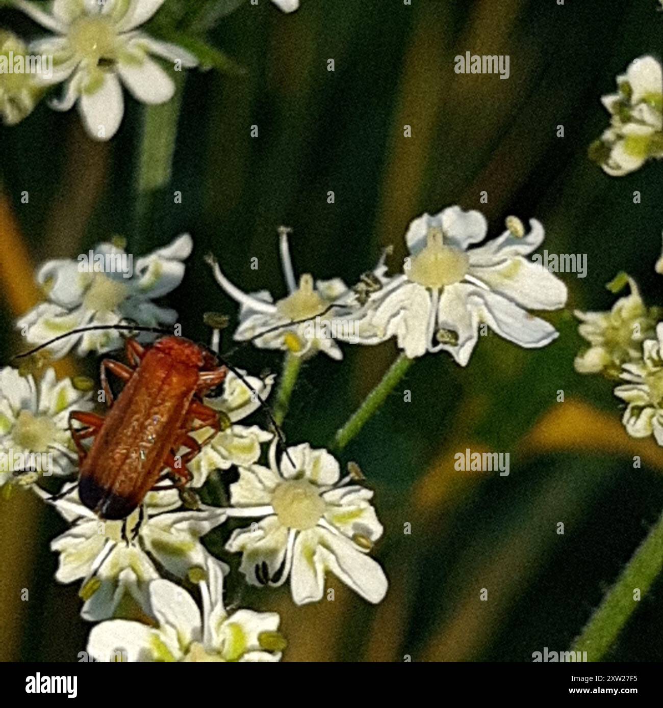 Common Red Soldier Beetle (Rhagonycha fulva) Insecta Stock Photo - Alamy