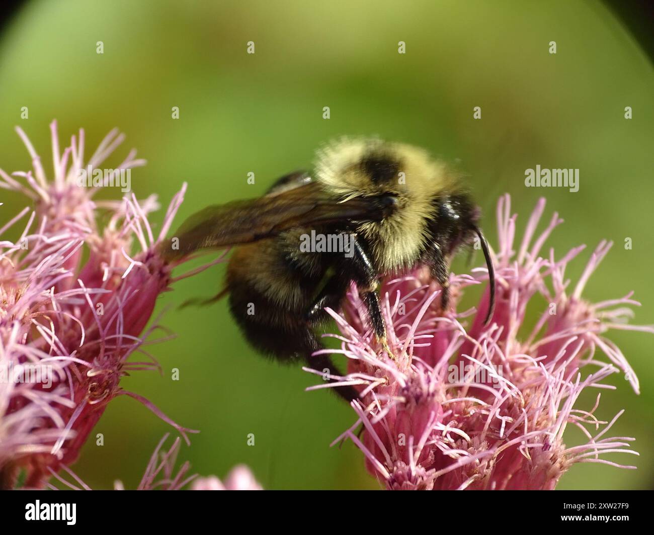 Lemon Cuckoo Bumble Bee (Bombus citrinus) Insecta Stock Photo - Alamy