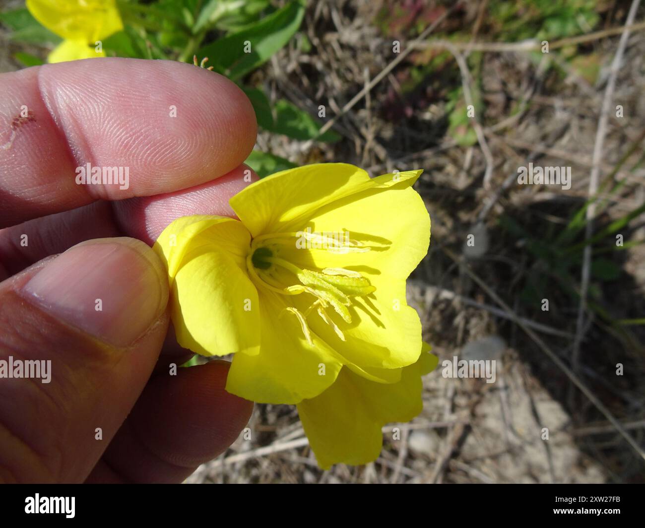 Welsh evening-primrose (Oenothera cambrica) Plantae Stock Photo - Alamy
