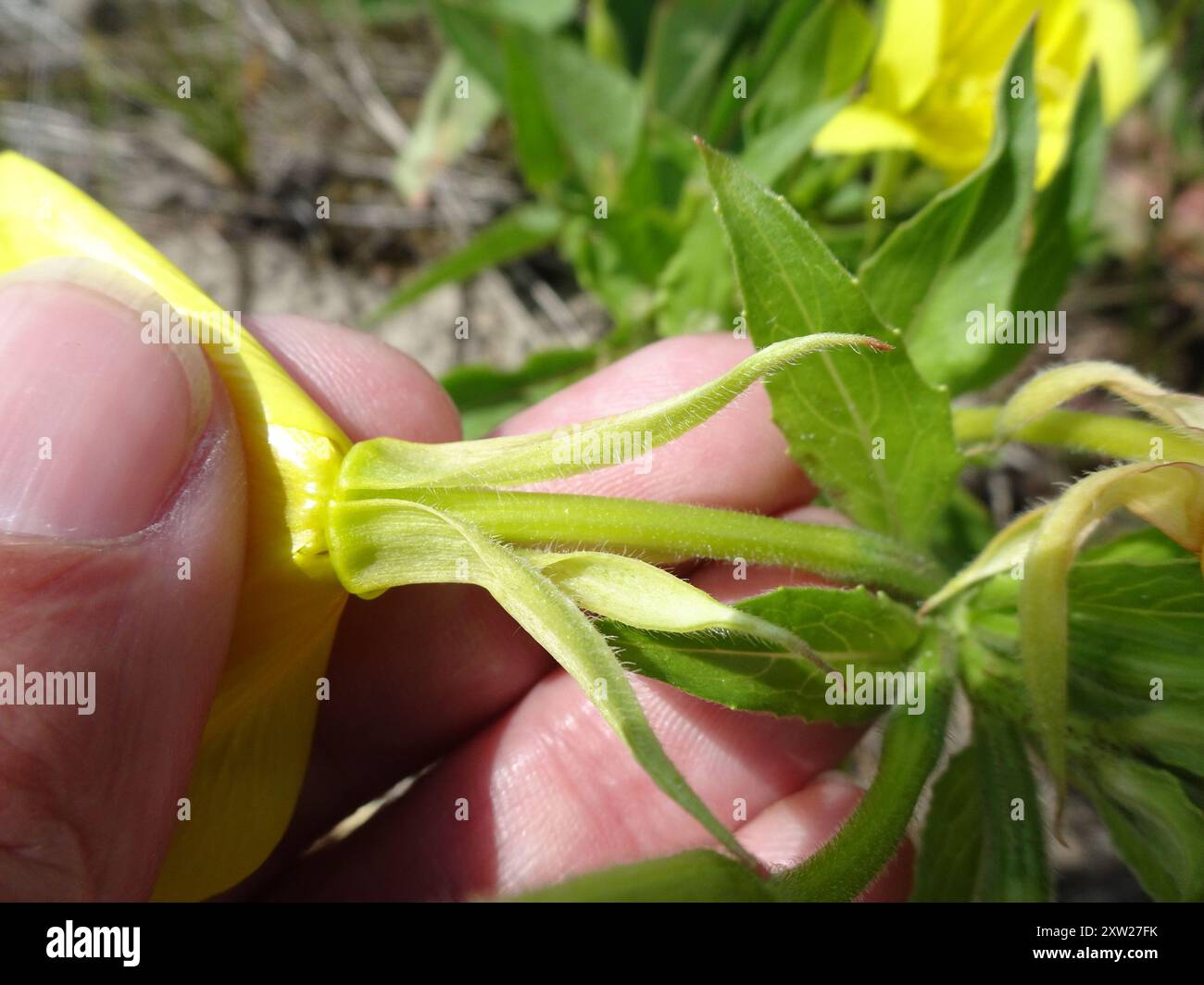 Welsh evening-primrose (Oenothera cambrica) Plantae Stock Photo - Alamy