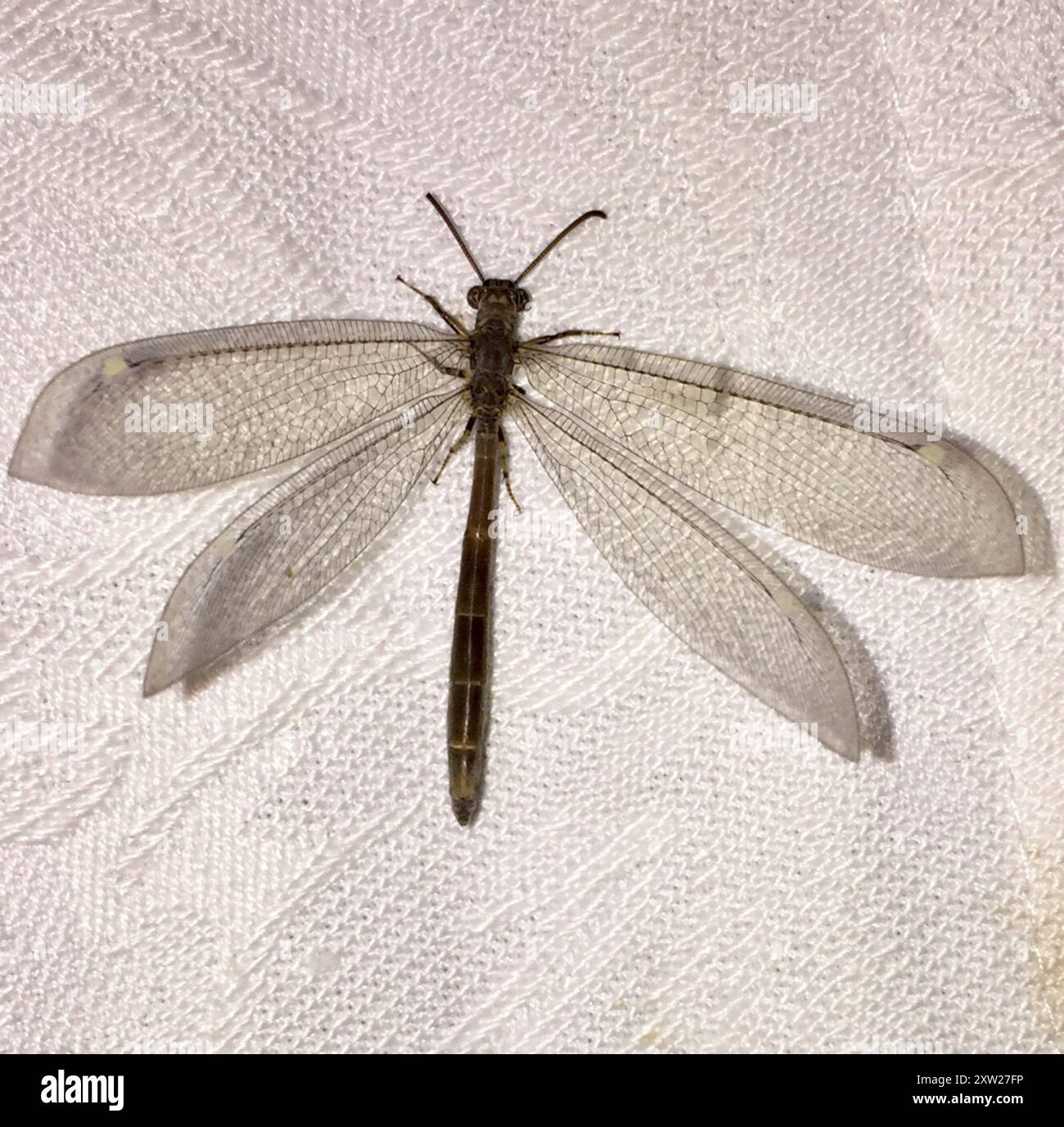 Immaculate Antlion (Myrmeleon immaculatus) Insecta Stock Photo - Alamy