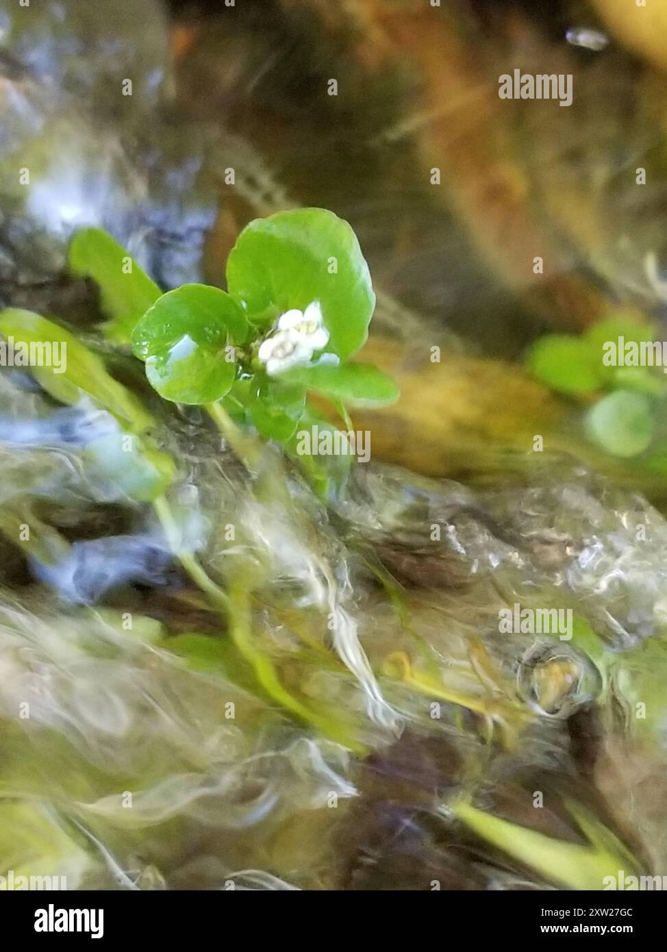 watercress (Nasturtium officinale) Plantae Stock Photo - Alamy