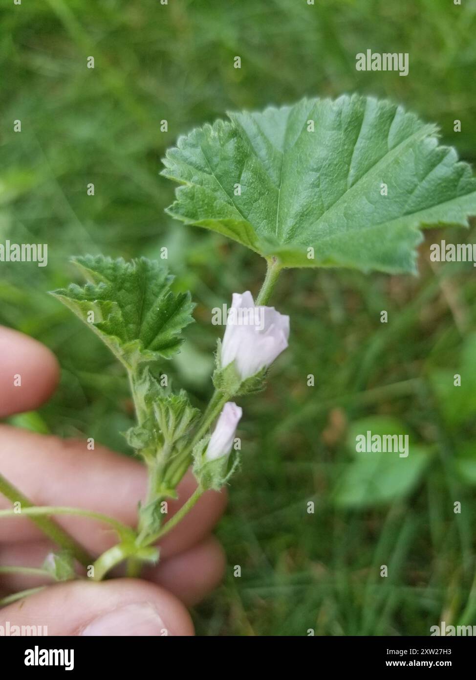 dwarf mallow (Malva neglecta) Plantae Stock Photo - Alamy