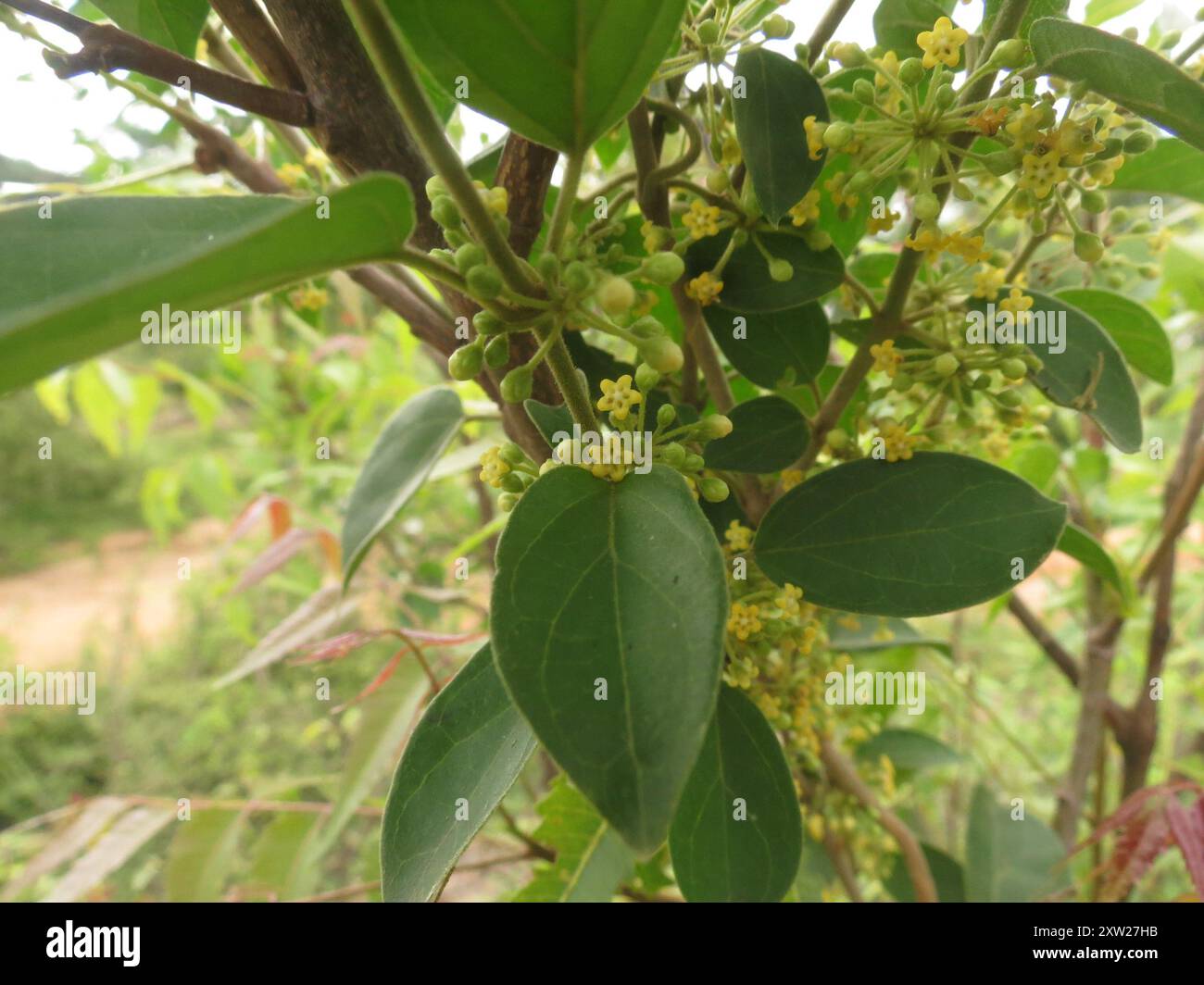 Australian Cow-plant (Gymnema sylvestre) Plantae Stock Photo - Alamy