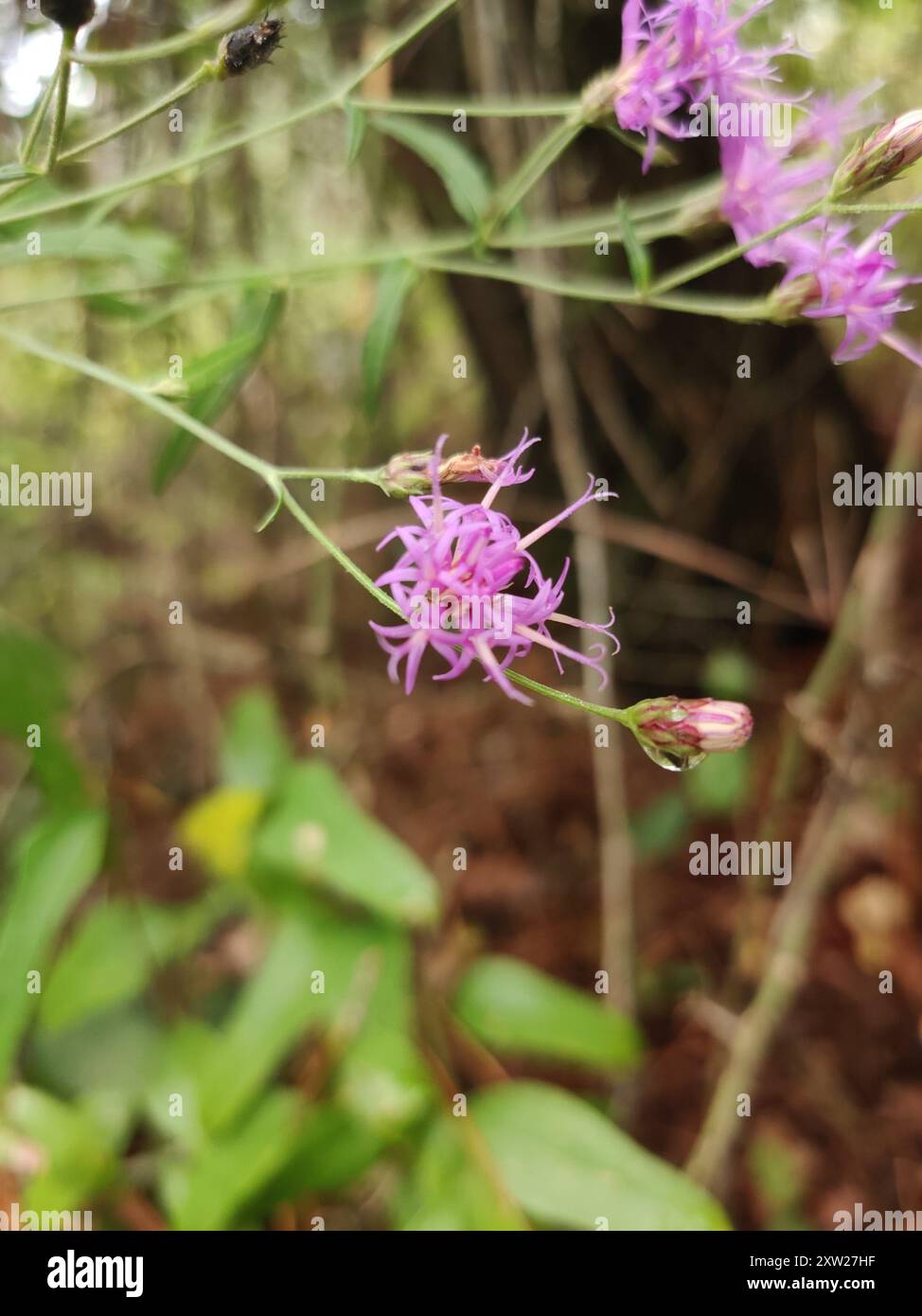 Narrow Leaf Ironweed (Vernonia angustifolia) Plantae Stock Photo - Alamy