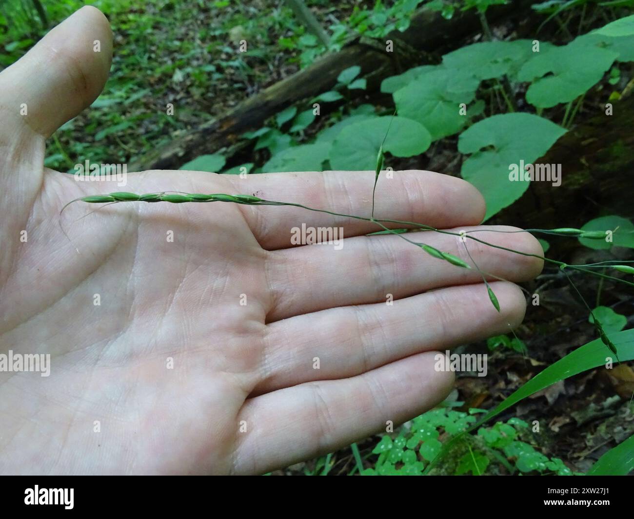 black-fruit mountain-ricegrass (Patis racemosa) Plantae Stock Photo - Alamy