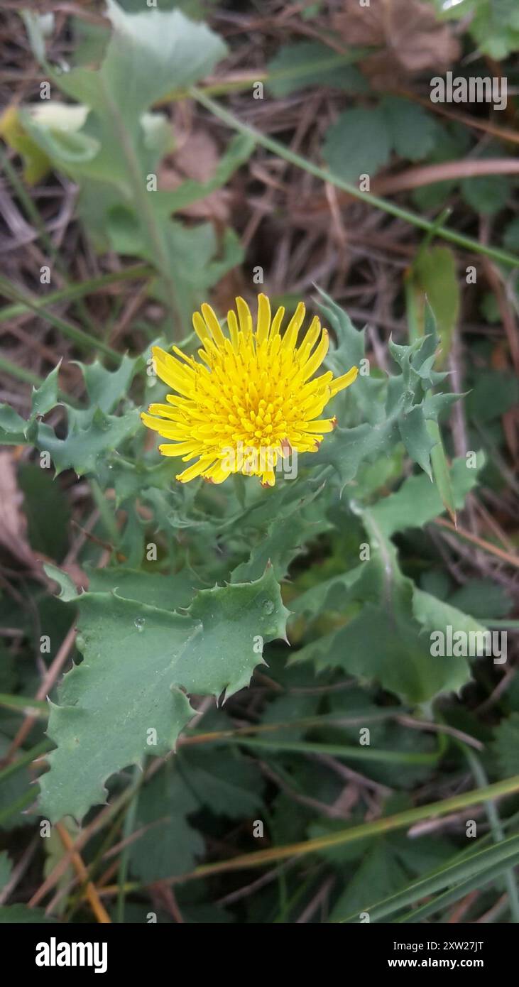 Common Sow-thistle (Sonchus oleraceus) Plantae Stock Photo - Alamy