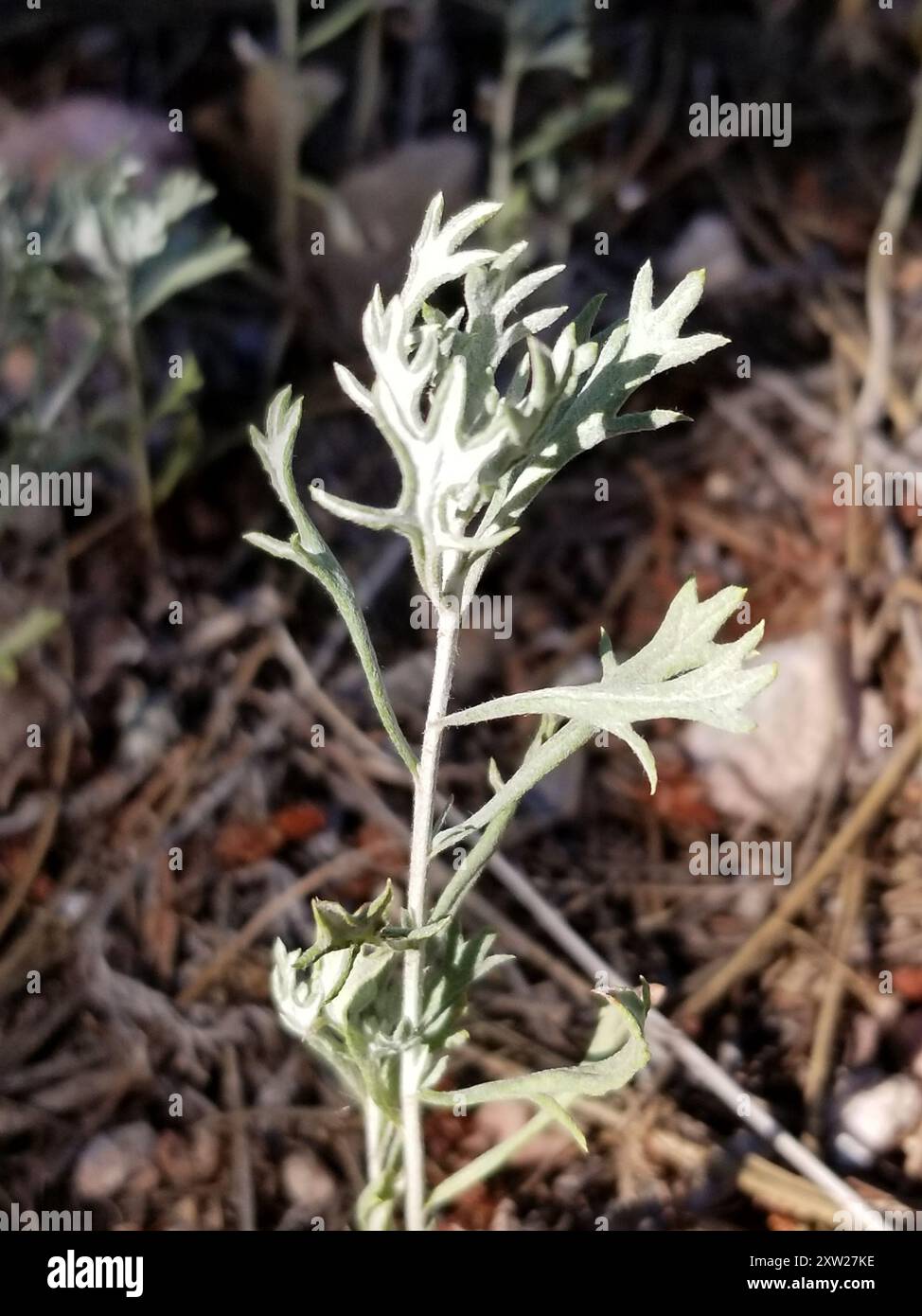 Silver Wormwood (Artemisia ludoviciana) Plantae Stock Photo - Alamy