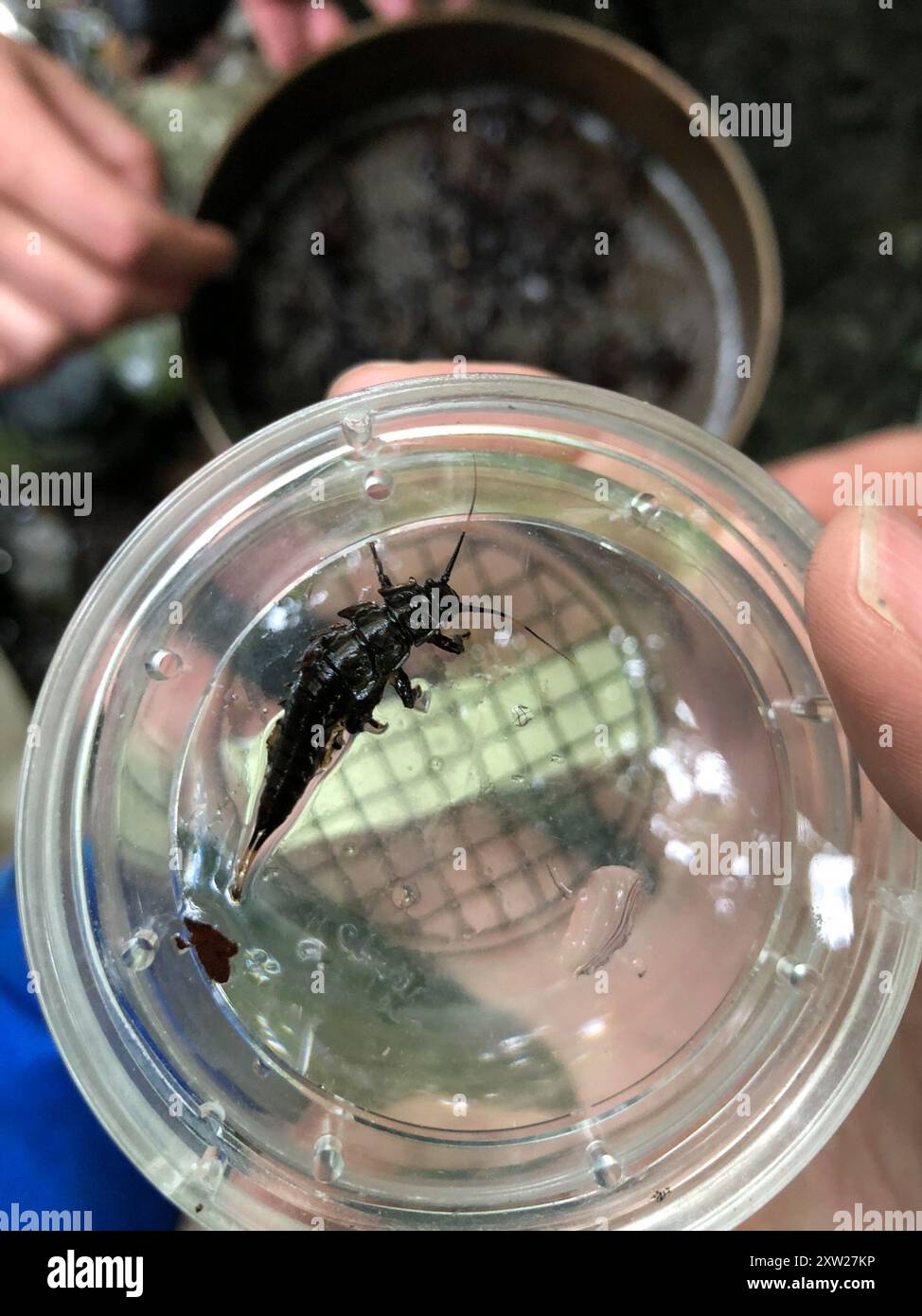 Giant Stoneflies and Salmonflies (Pteronarcys) Insecta Stock Photo - Alamy