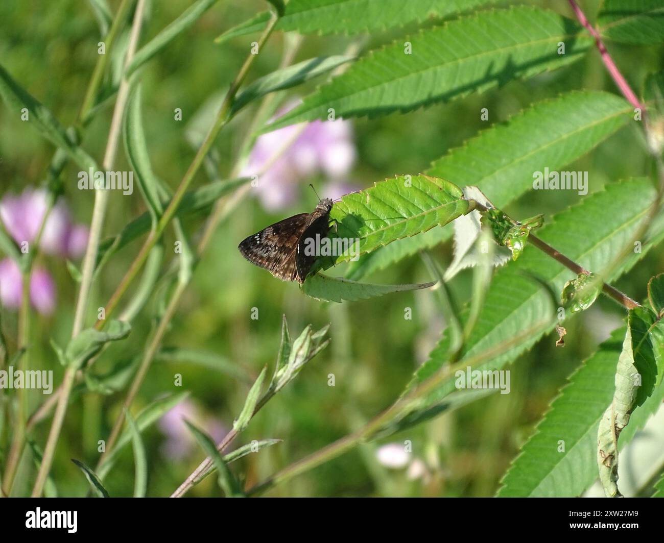 Wild Indigo Duskywing (Erynnis baptisiae) Insecta Stock Photo - Alamy
