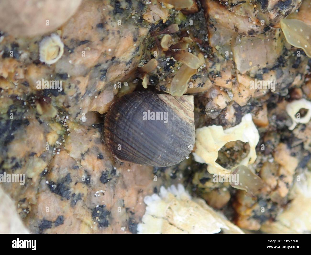 Common Periwinkle (Littorina littorea) Mollusca Stock Photo - Alamy