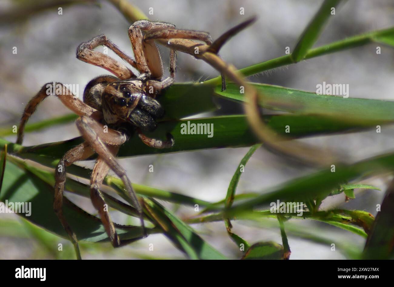 Field Wolf Spider (Hogna lenta) Arachnida Stock Photo - Alamy