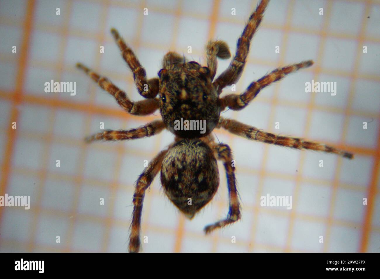 Downy jumping spider (Attulus pubescens) Arachnida Stock Photo - Alamy