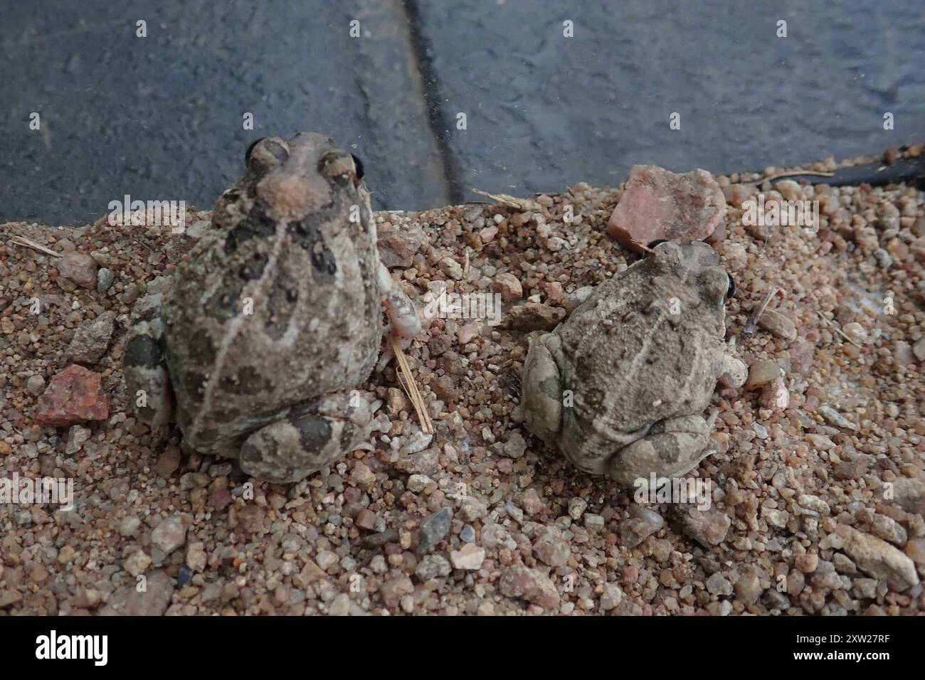 Confused Sand frog (Tomopterna adiastola) Amphibia Stock Photo - Alamy