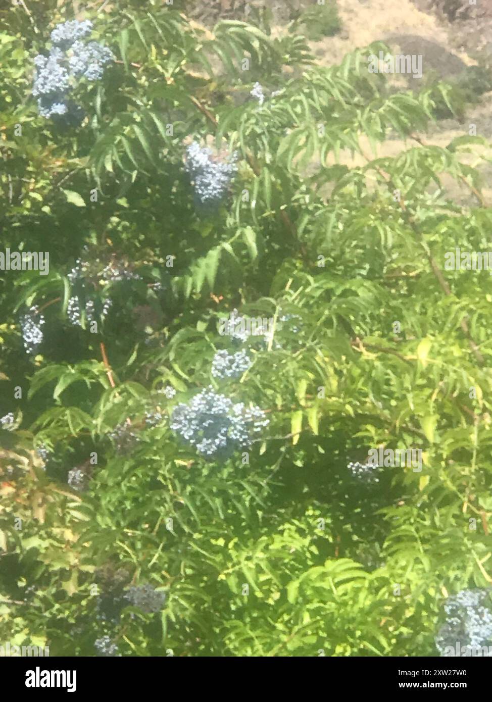 blue elder (Sambucus cerulea) Plantae Stock Photo - Alamy