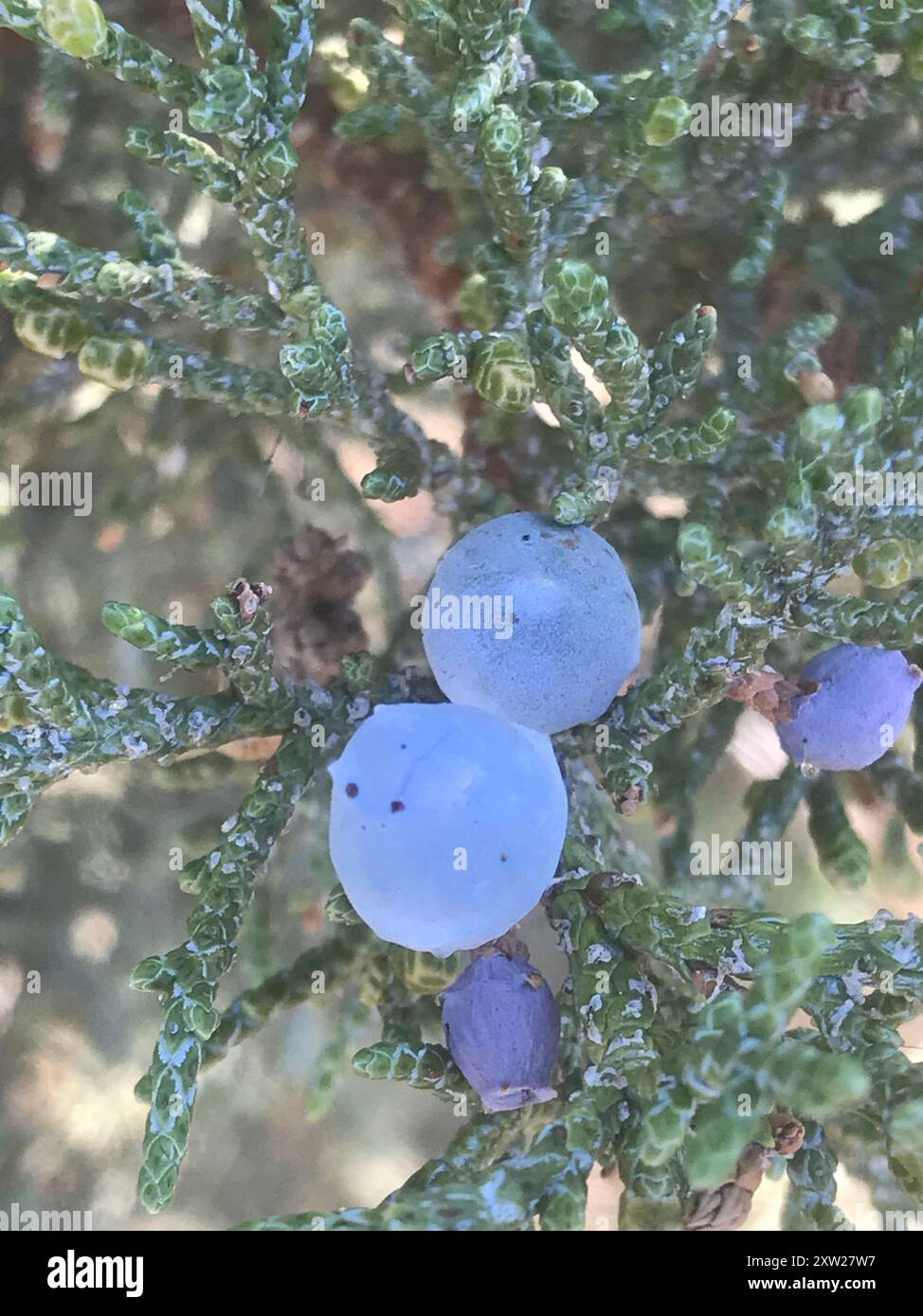 western juniper (Juniperus occidentalis) Plantae Stock Photo - Alamy
