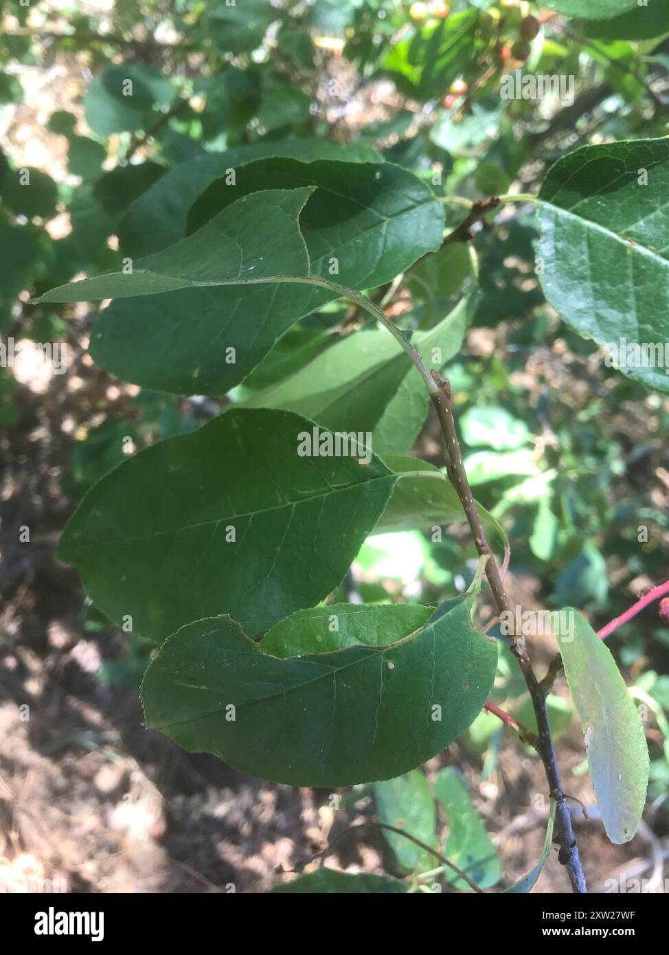 Western Chokecherry (Prunus virginiana demissa) Plantae Stock Photo - Alamy