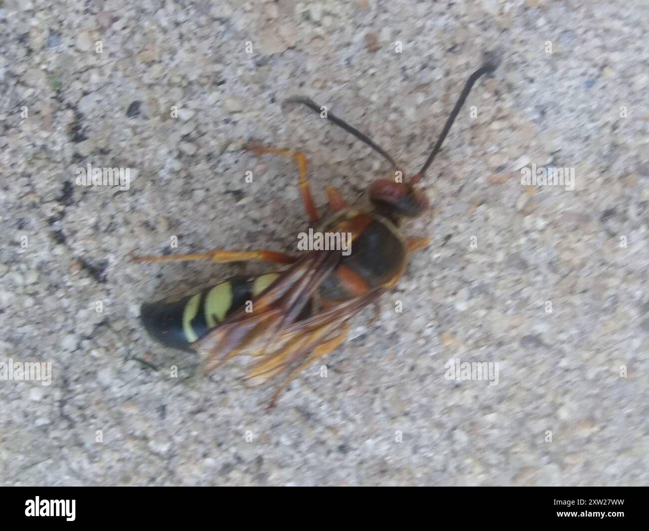 Eastern Cicada-killer Wasp (Sphecius speciosus) Insecta Stock Photo - Alamy
