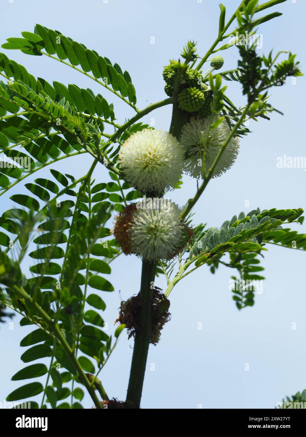 White leadtree (Leucaena leucocephala) Plantae Stock Photo - Alamy