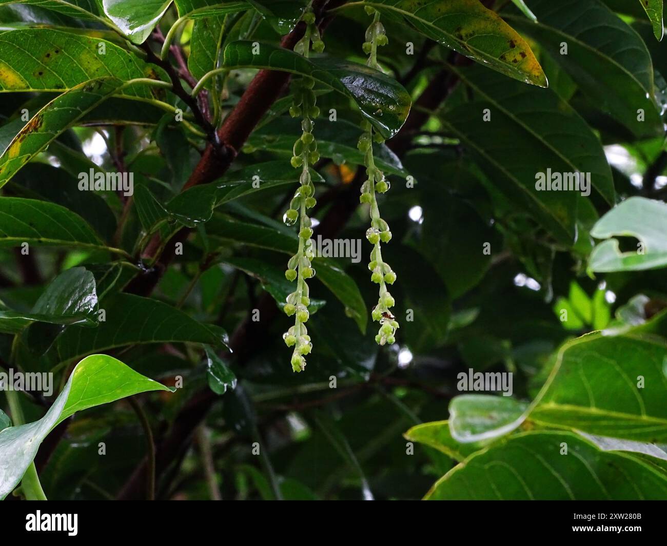 Fiveleaf Yam (Dioscorea pentaphylla) Plantae Stock Photo - Alamy