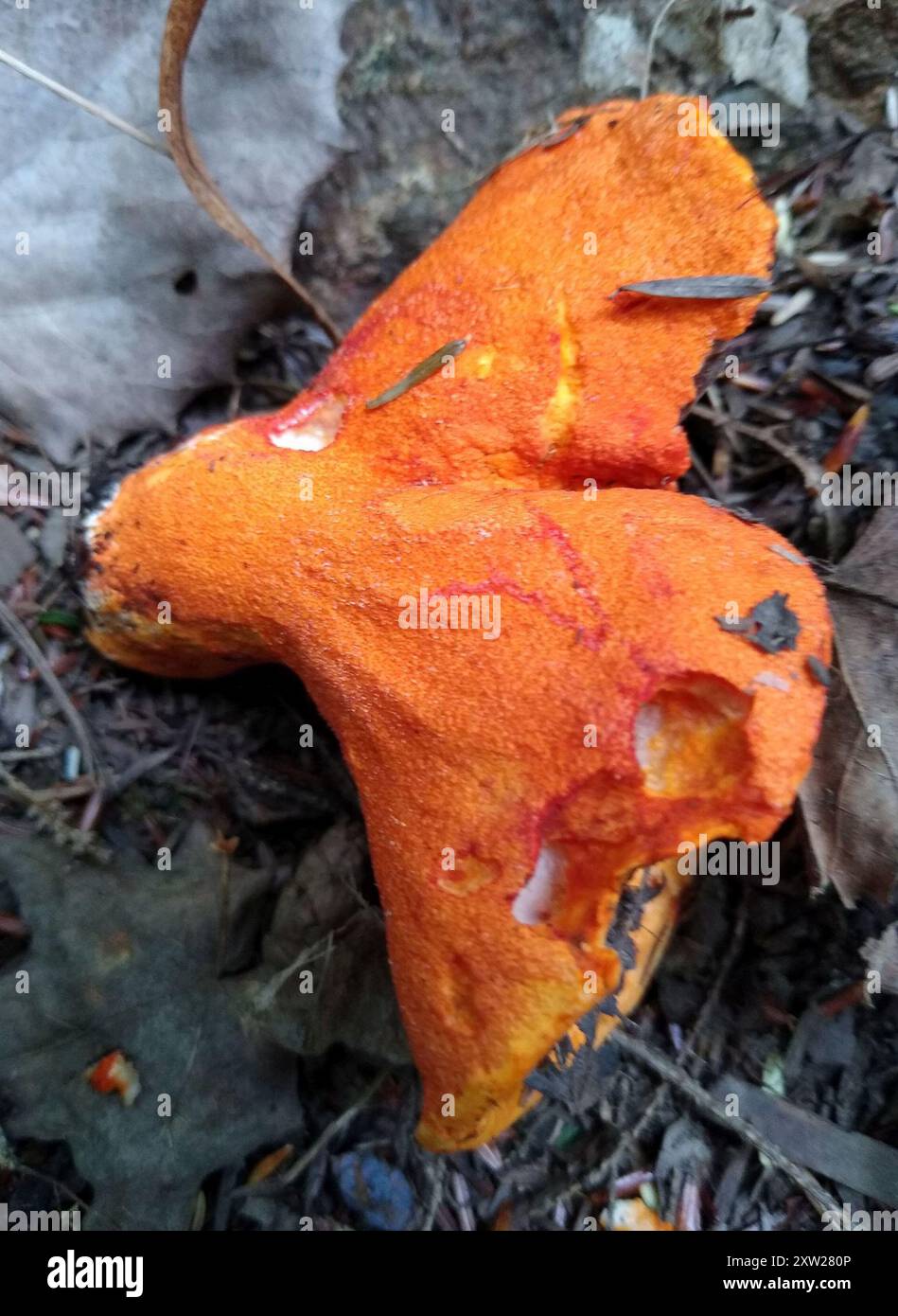lobster mushroom (Hypomyces lactifluorum) Fungi Stock Photo - Alamy
