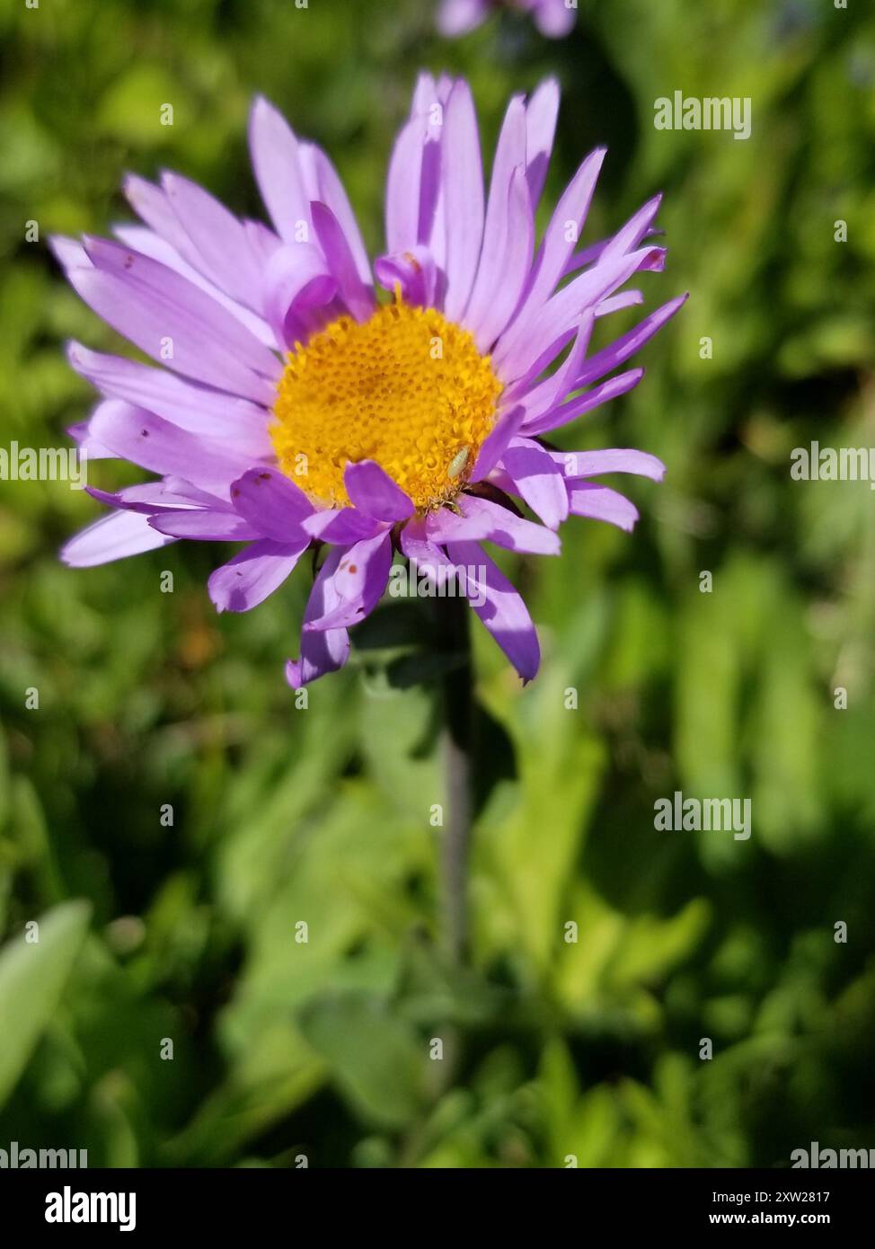 asters and allies (Astereae) Plantae Stock Photo - Alamy