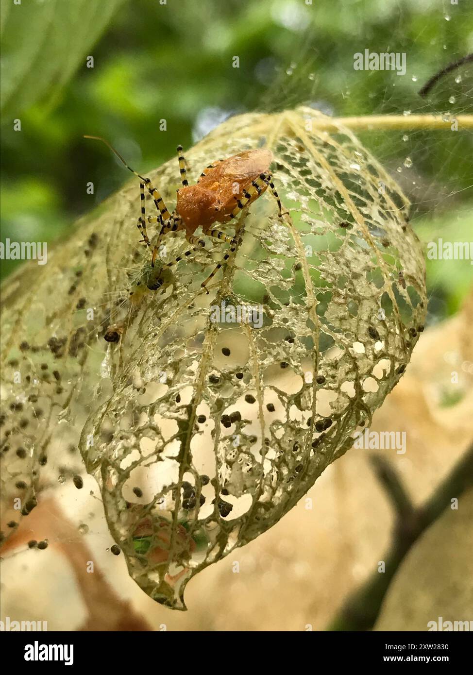Orange Assassin Bug (Pselliopus barberi) Insecta Stock Photo - Alamy