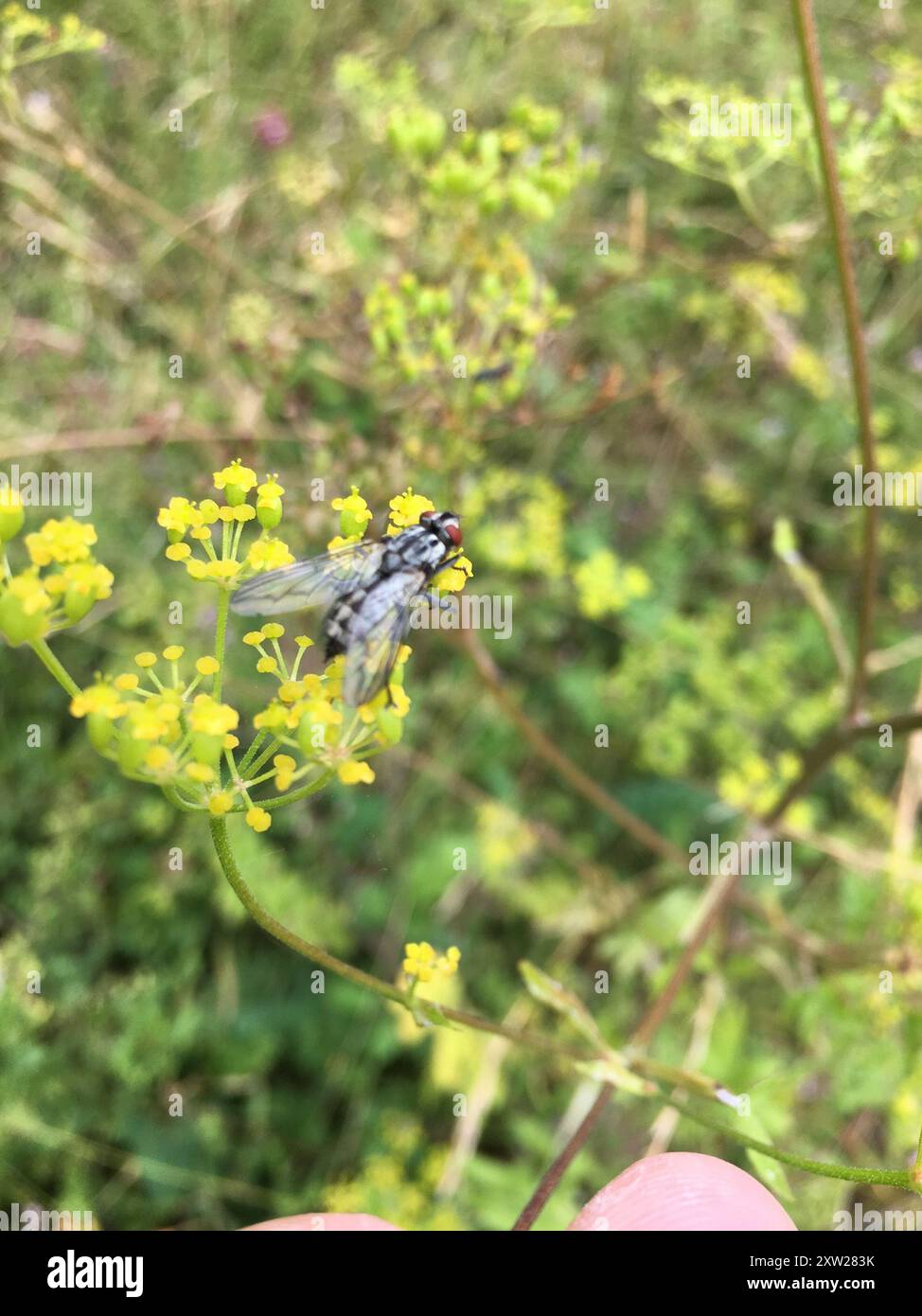 Macronychia hi-res stock photography and images - Alamy