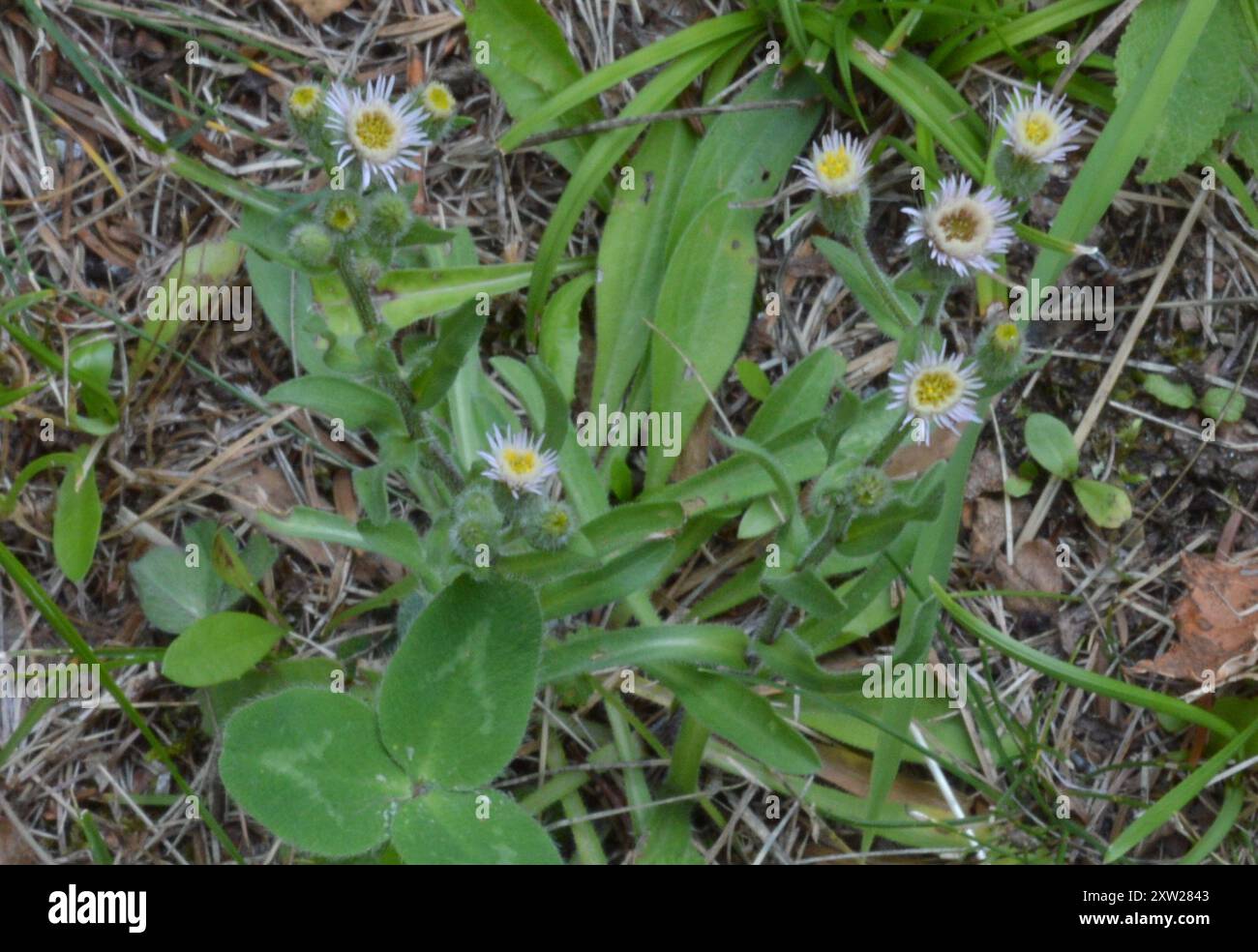 bitter fleabane (Erigeron acris) Plantae Stock Photo - Alamy