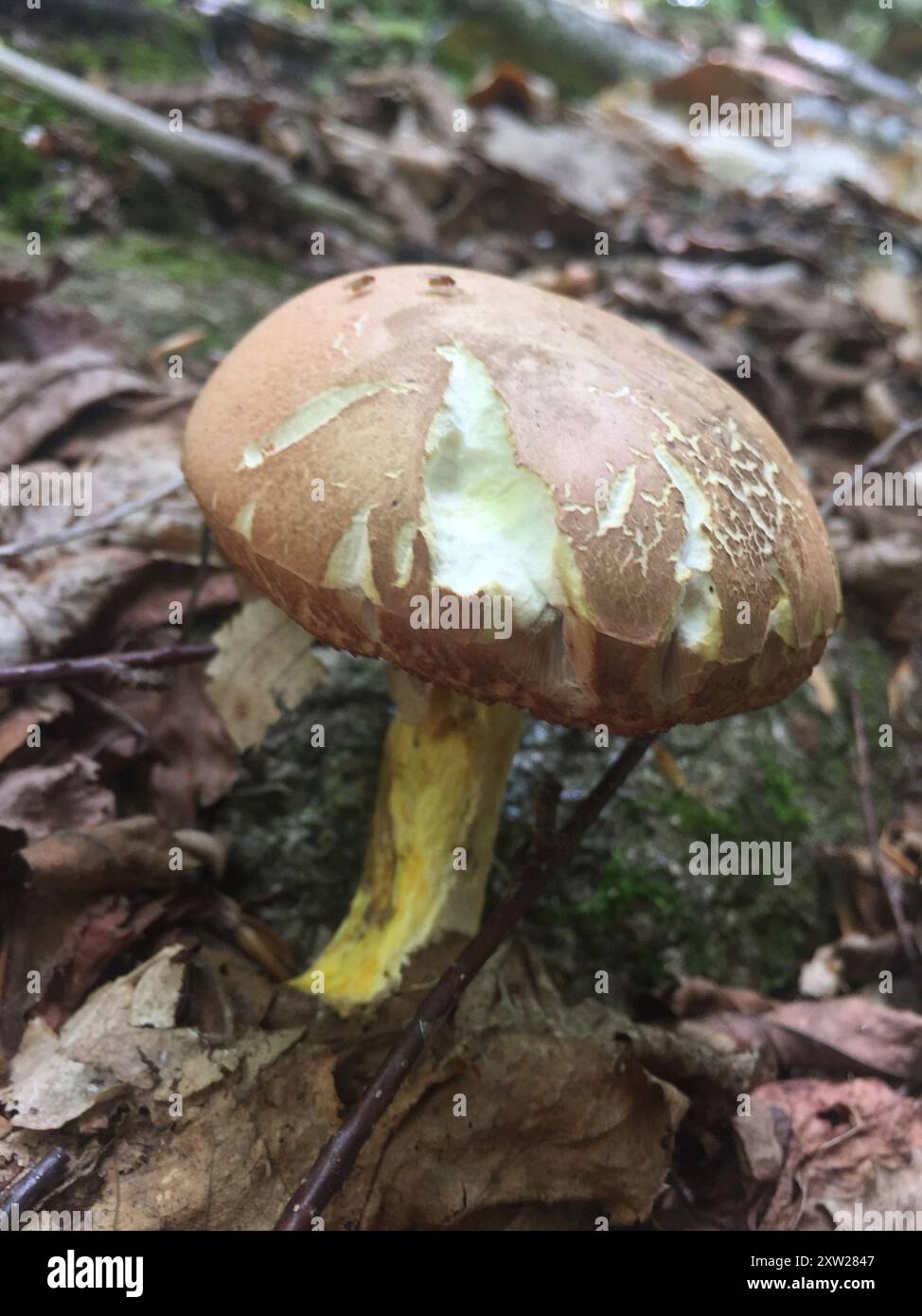 boletes (Boletaceae) Fungi Stock Photo - Alamy
