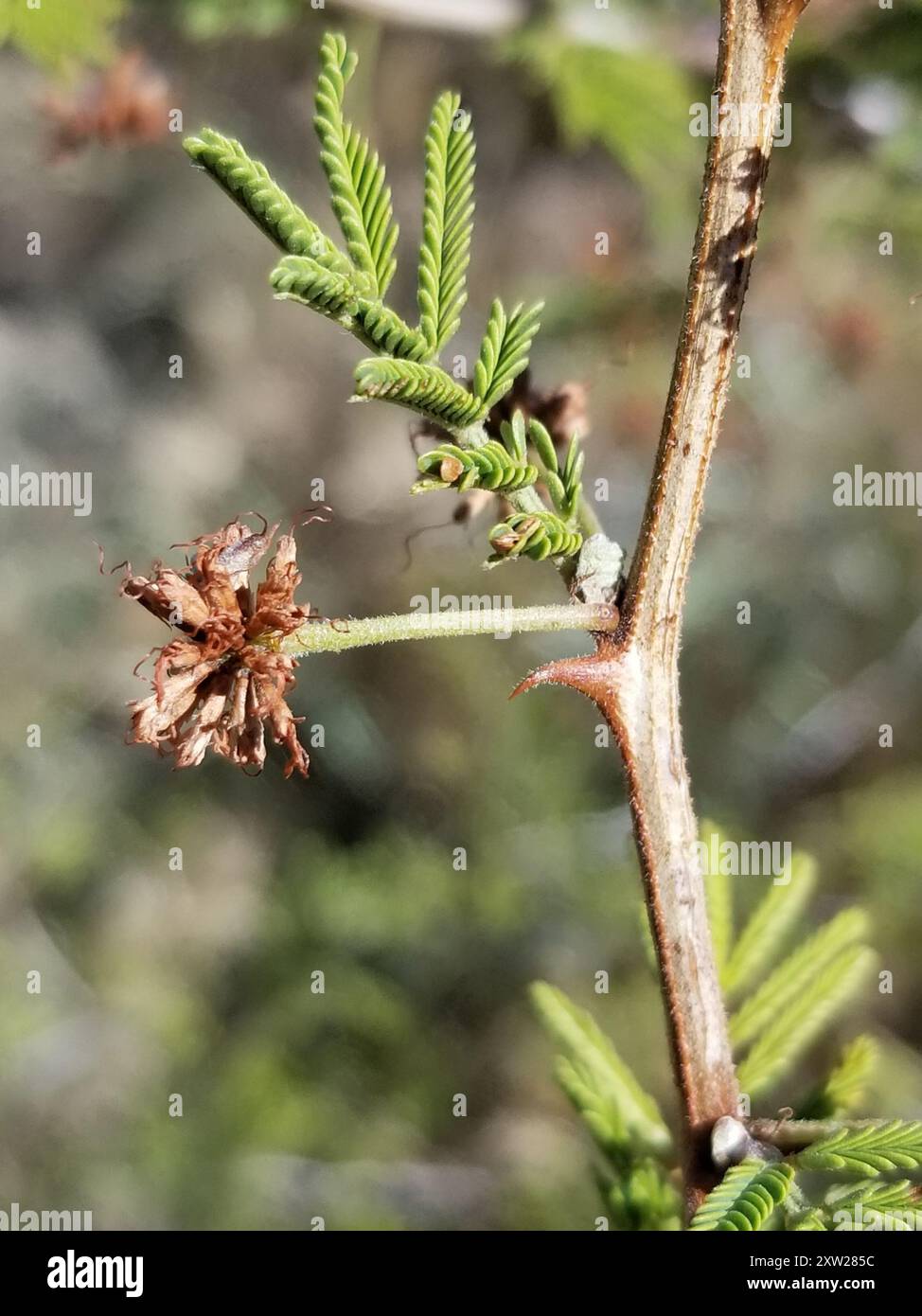 catclaw mimosa (Mimosa aculeaticarpa) Plantae Stock Photo - Alamy
