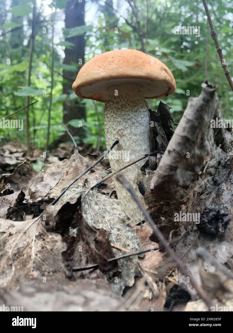(Leccinum leucopodium) Fungi Stock Photo - Alamy
