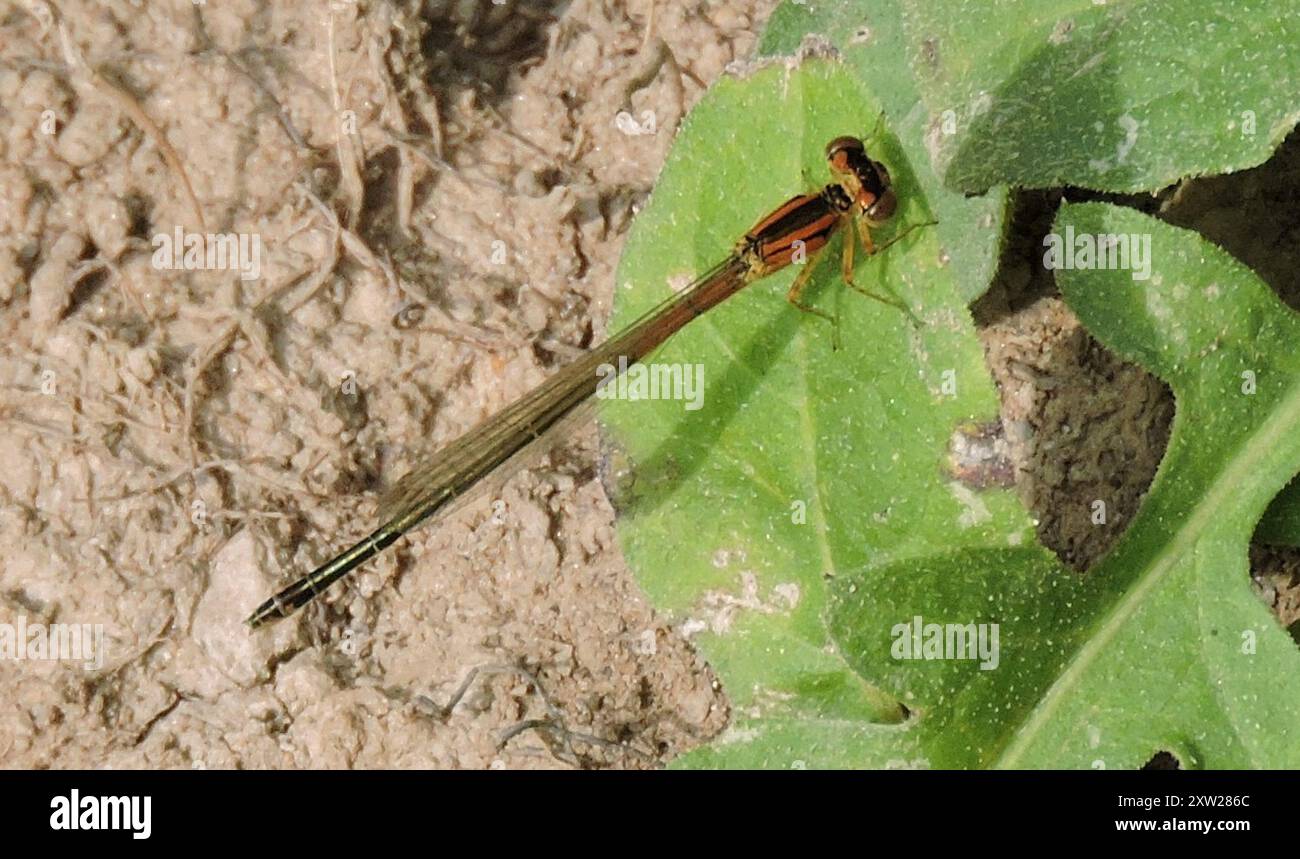Eastern Forktail (Ischnura verticalis) Insecta Stock Photo - Alamy