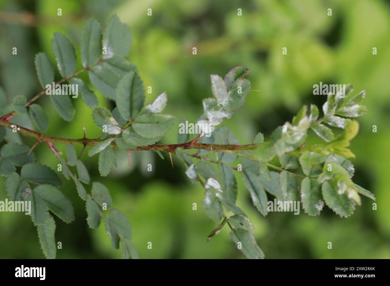 Rose Powdery Mildew (Podosphaera pannosa) Fungi Stock Photo - Alamy