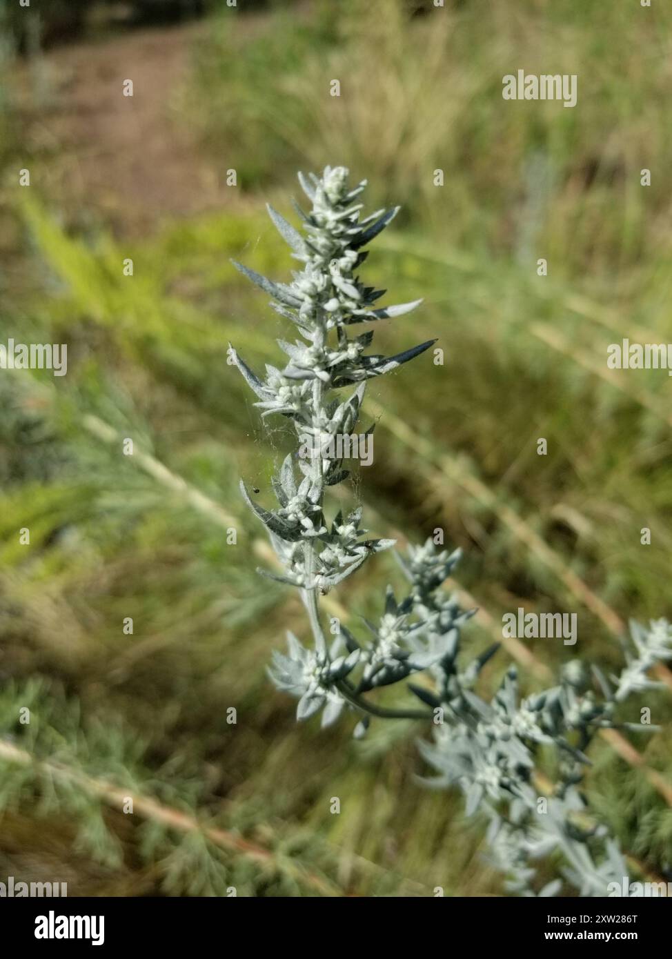 Silver Wormwood (Artemisia ludoviciana) Plantae Stock Photo - Alamy