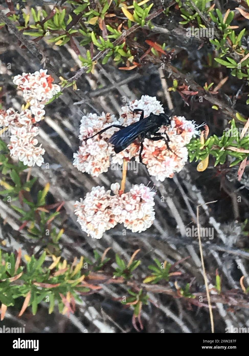 Spider Wasps (Pompilidae) Insecta Stock Photo - Alamy