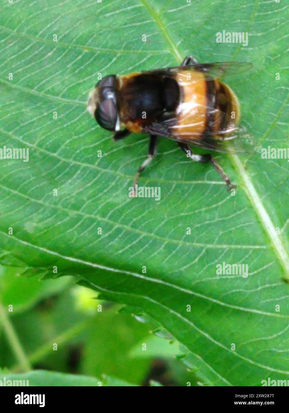 (Phytomia zonata) Insecta Stock Photo - Alamy