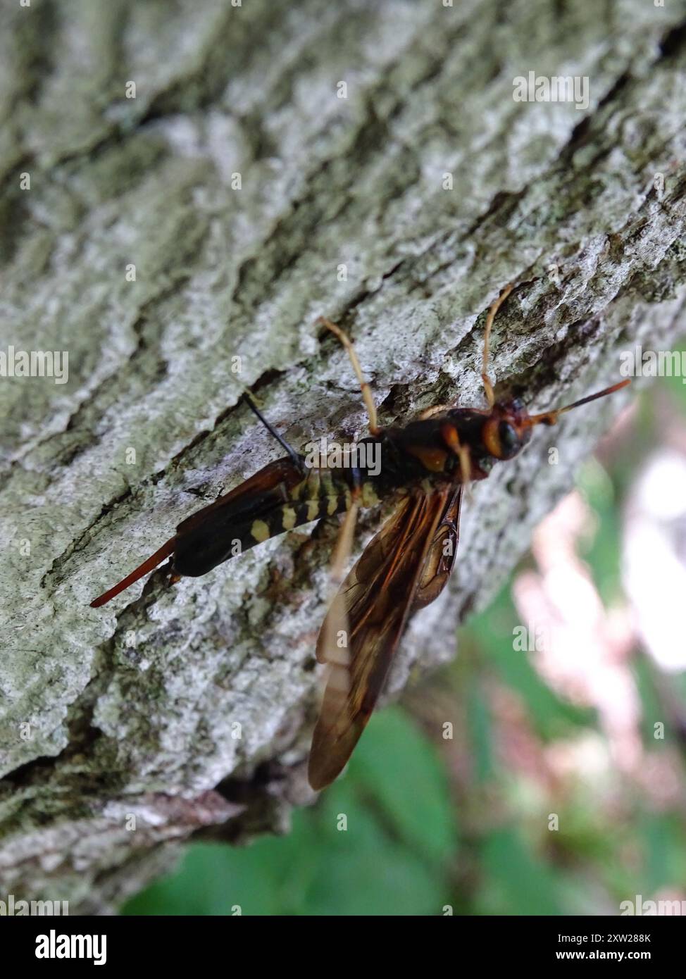 Pigeon Horntail (Tremex columba) Insecta Stock Photo - Alamy