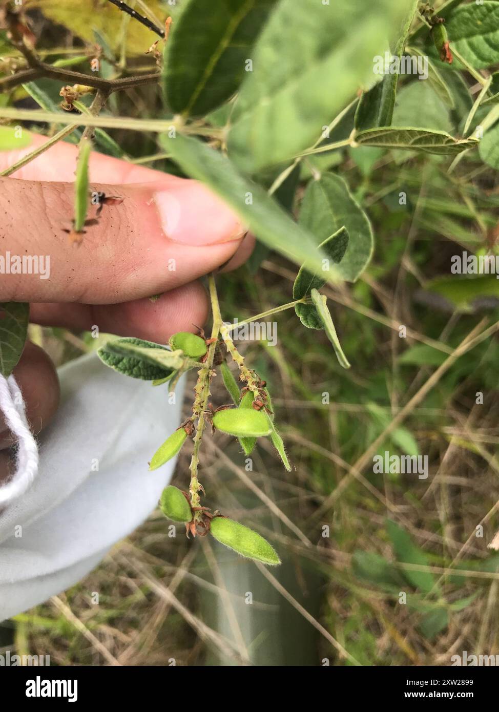 Twining Snoutbean (Rhynchosia tomentosa) Plantae Stock Photo - Alamy