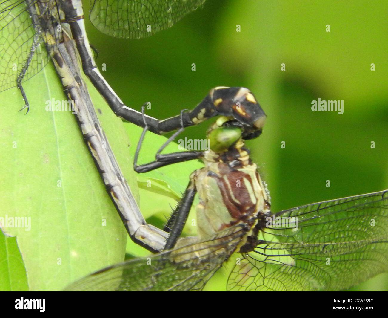 Black-shouldered Spinyleg (Dromogomphus spinosus) Insecta Stock Photo ...