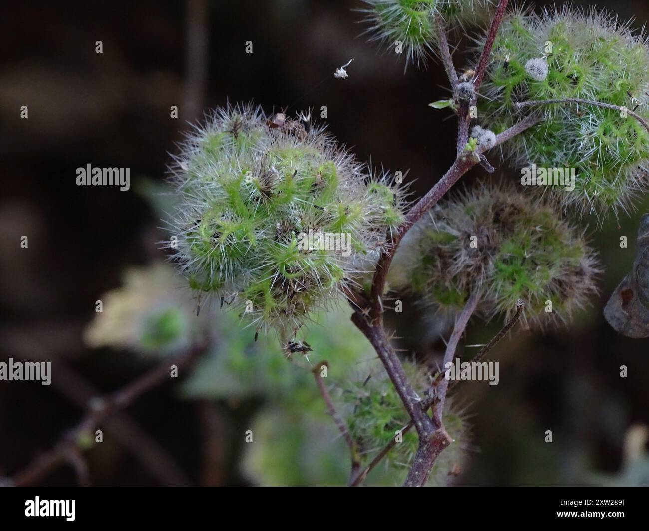 Himalayan nettle (Girardinia diversifolia) Plantae Stock Photo - Alamy