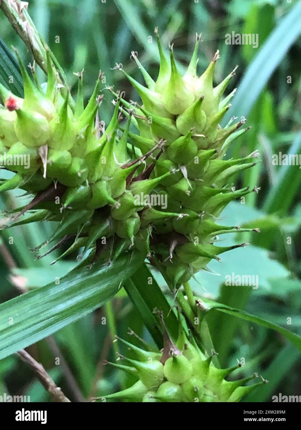 hop sedge (Carex lupulina) Plantae Stock Photo - Alamy