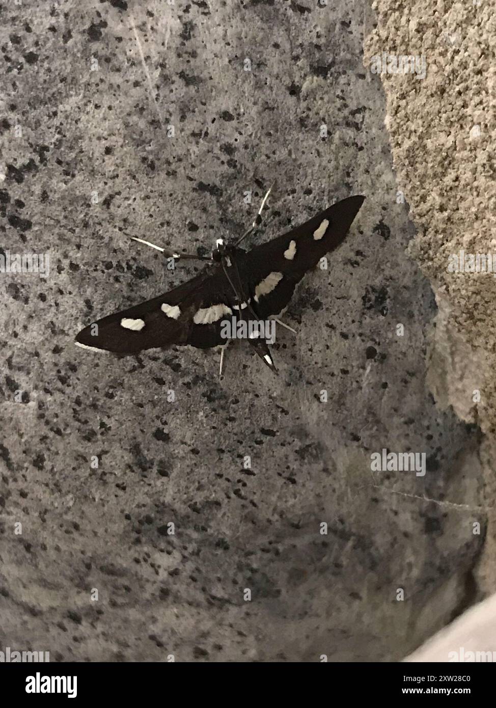 Grape Leaffolder and Leafroller Moths (Desmia funeralis) Insecta Stock ...