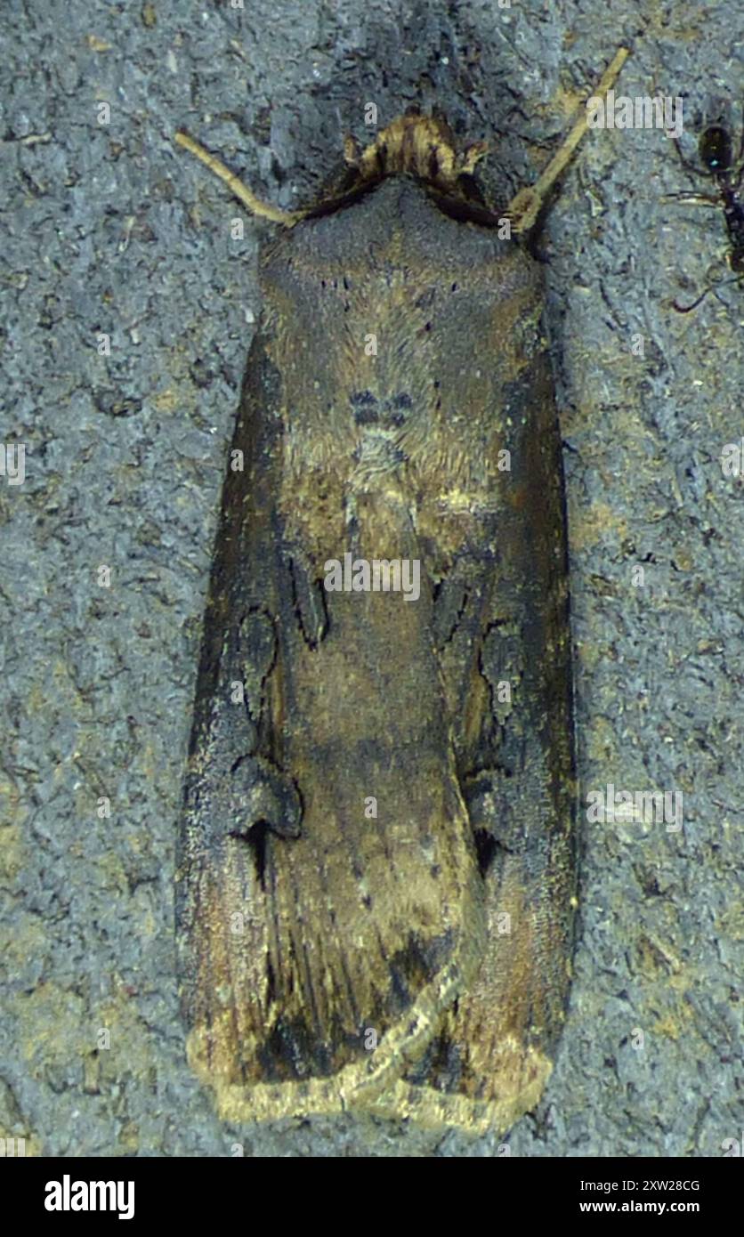 Ipsilon Dart Moth (Agrotis ipsilon) Insecta Stock Photo - Alamy