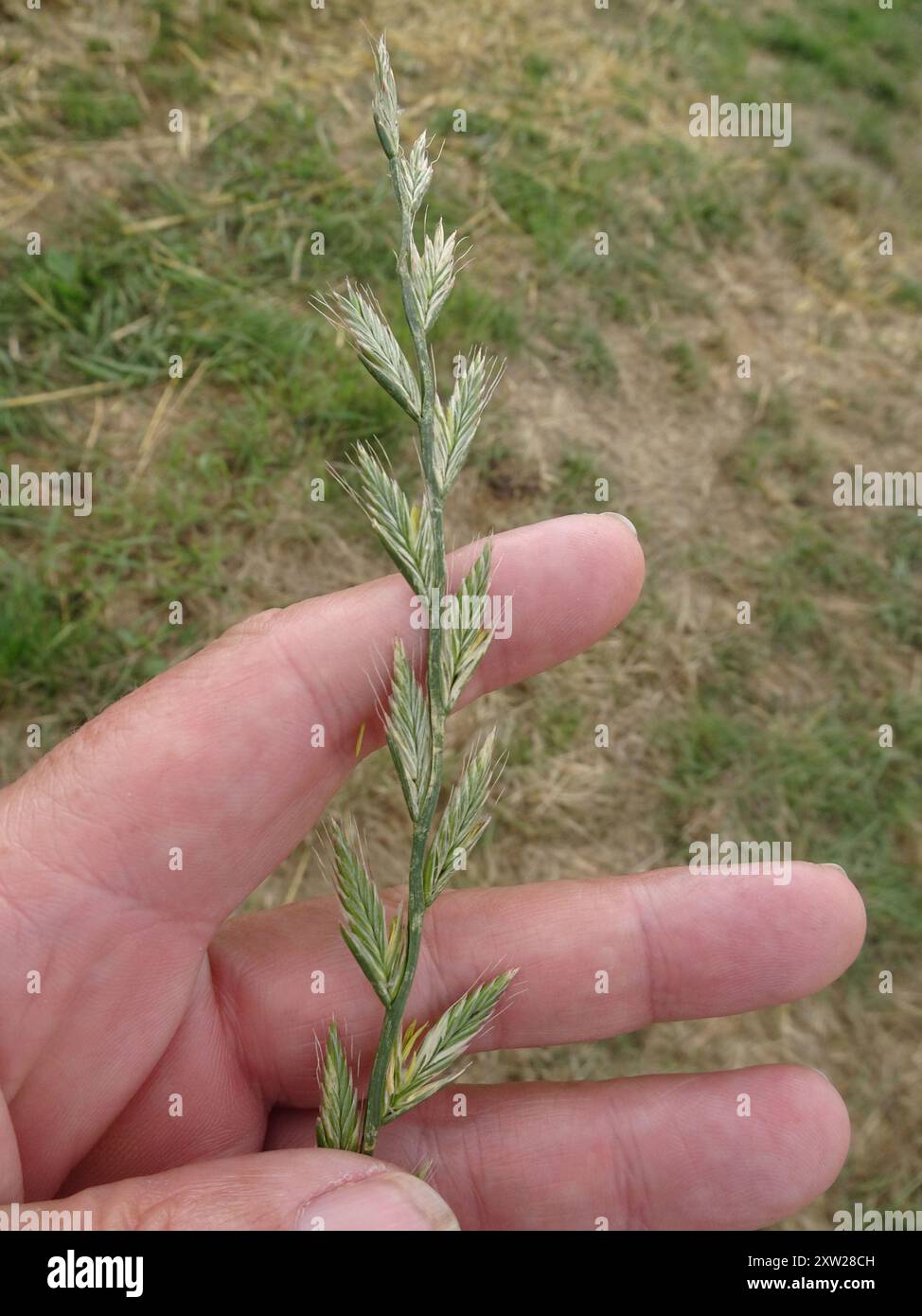 Italian Ryegrass (Lolium multiflorum) Plantae Stock Photo - Alamy