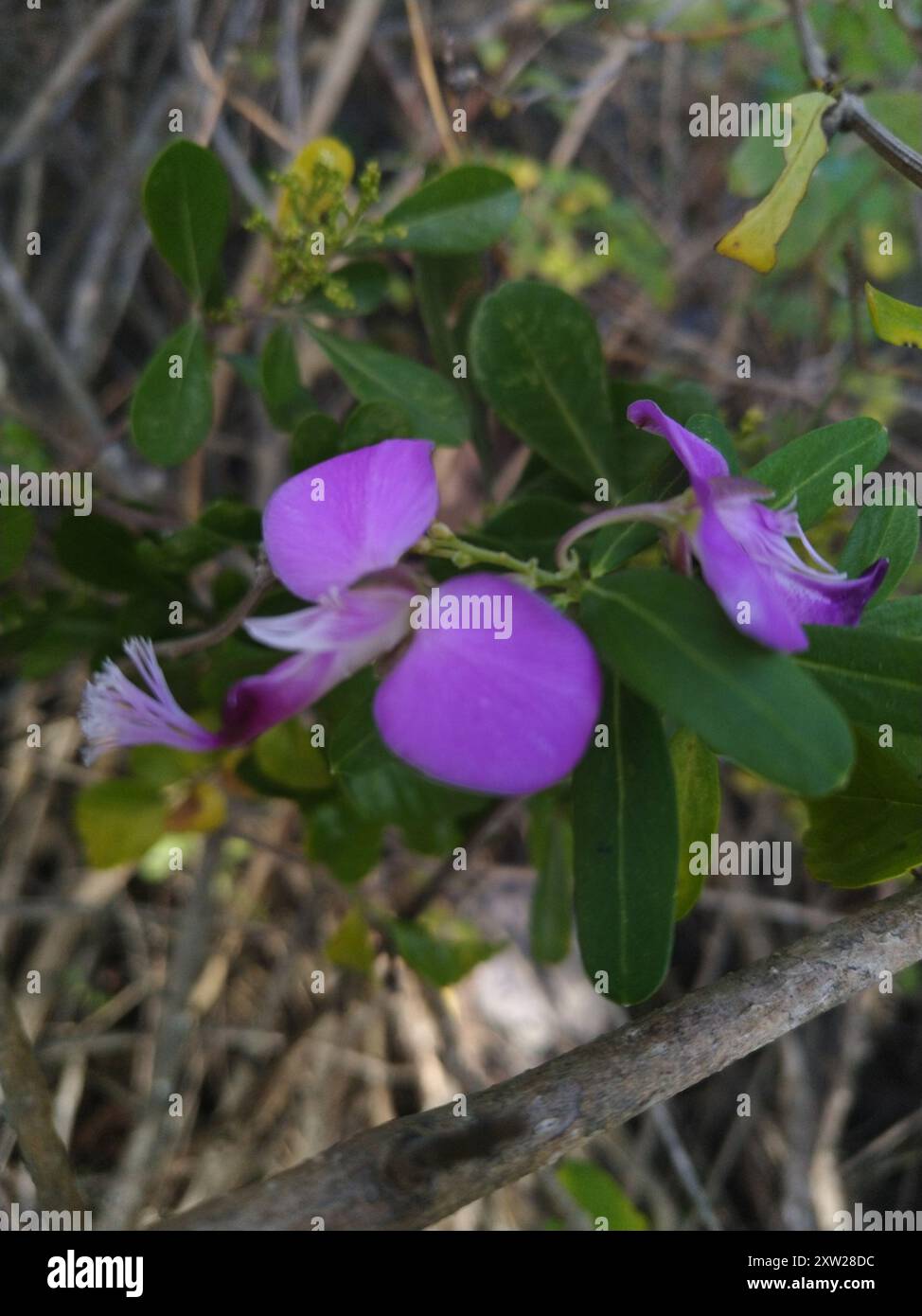 Septemberbush (Polygala myrtifolia myrtifolia) Plantae Stock Photo - Alamy
