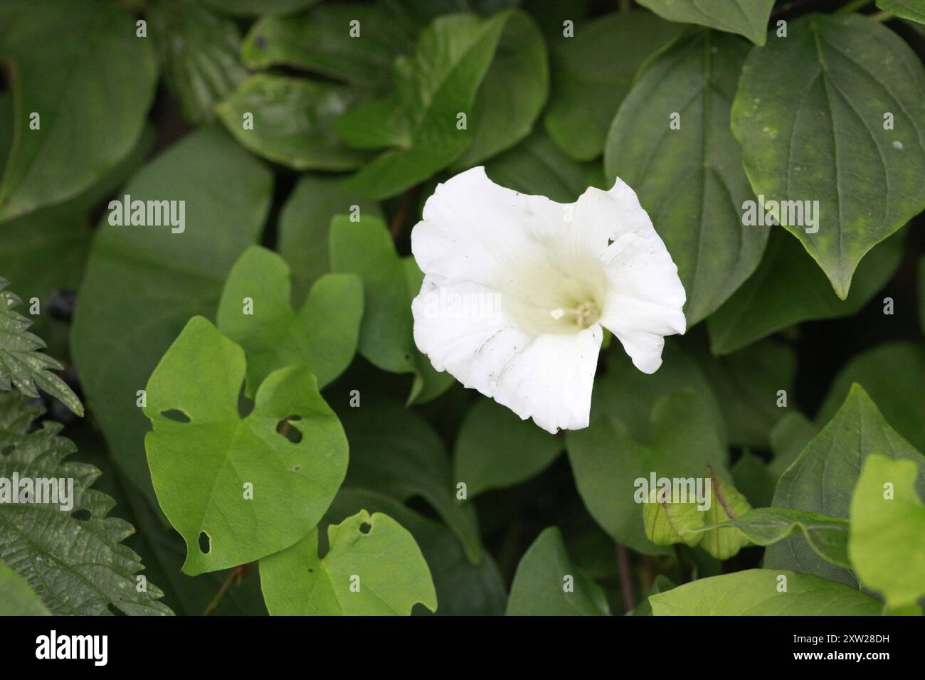 large bindweed (Calystegia silvatica) Plantae Stock Photo - Alamy