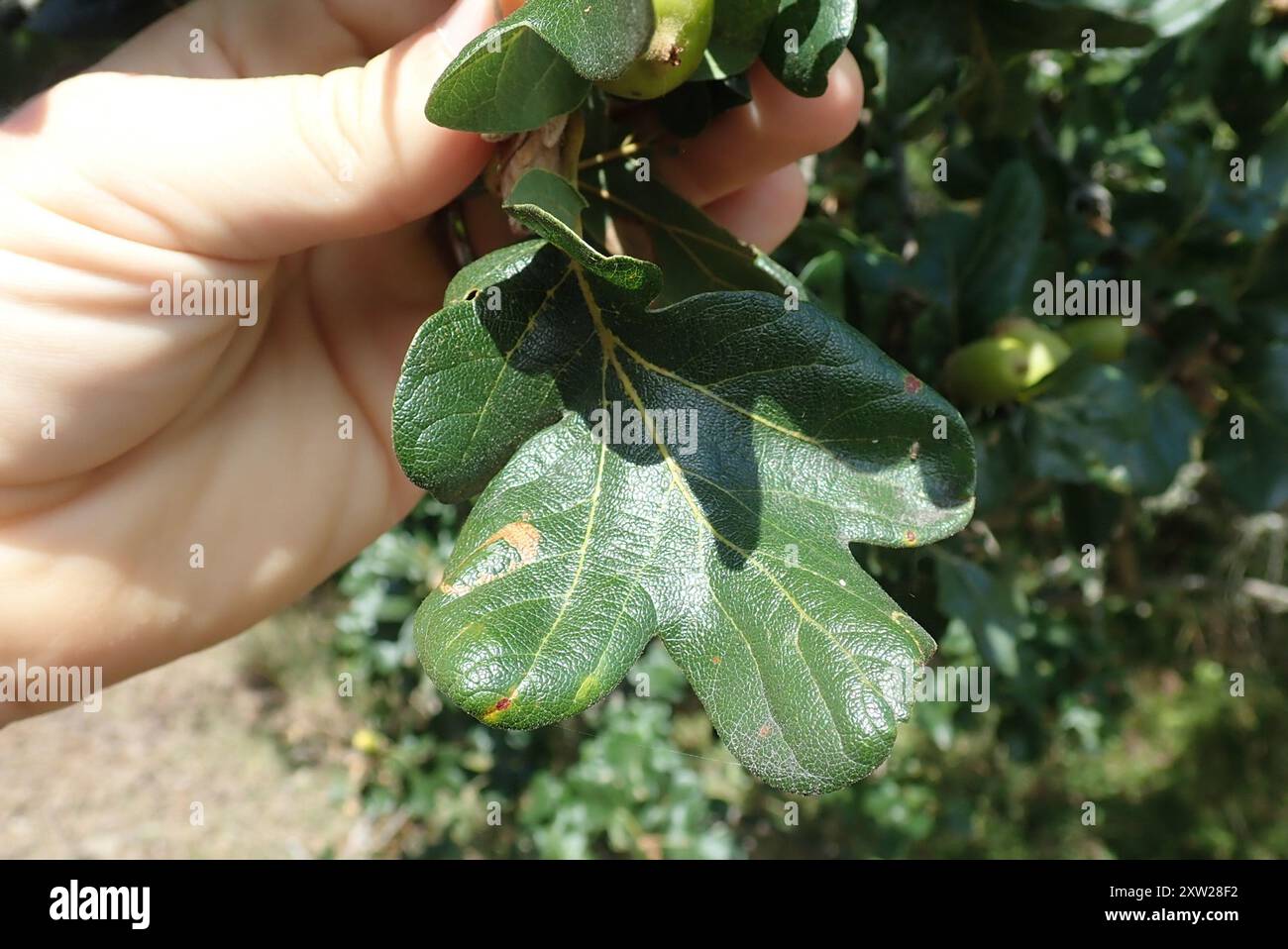 Oregon oak (Quercus garryana) Plantae Stock Photo - Alamy